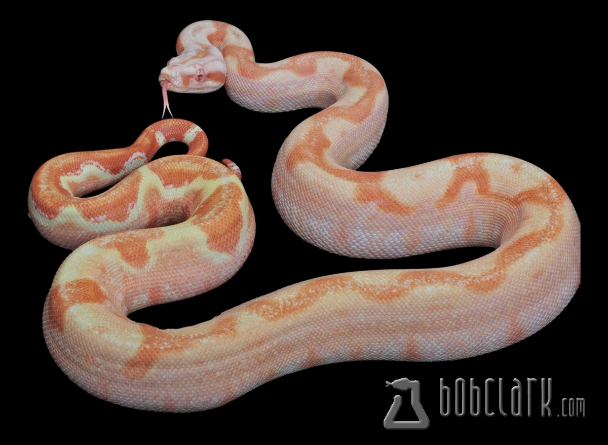 Sharp Albino Sunglow Jungle Boa Constrictor by Bob Clark Reptiles ...