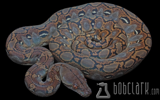 Citron (Het Titanium) Reticulated Python by Bob Clark Reptiles