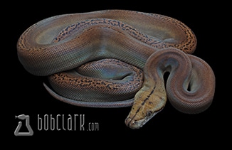 Golden Child Het Albino And Pied Reticulated Python by Bob Clark Reptiles