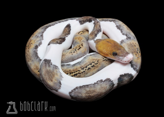 Pied Reticulated Python by Bob Clark Reptiles