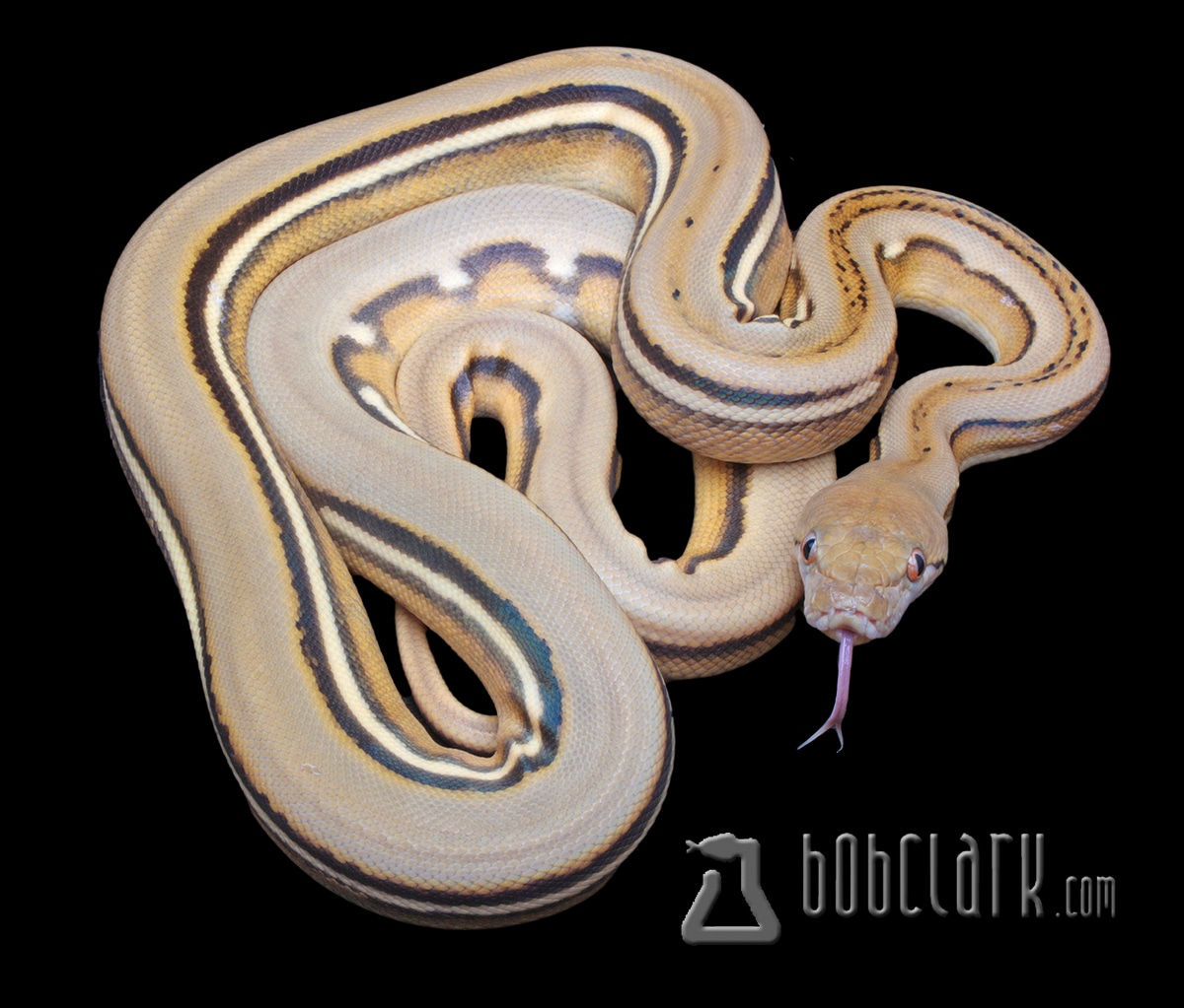 Sunfire Stripe Het Albino Reticulated Python by Bob Clark Reptiles ...