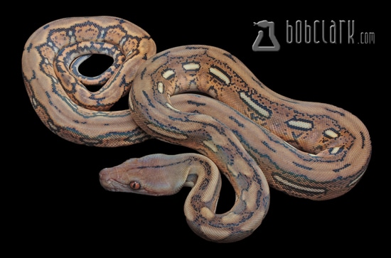Tiger Het OGS Reticulated Python by Bob Clark Reptiles