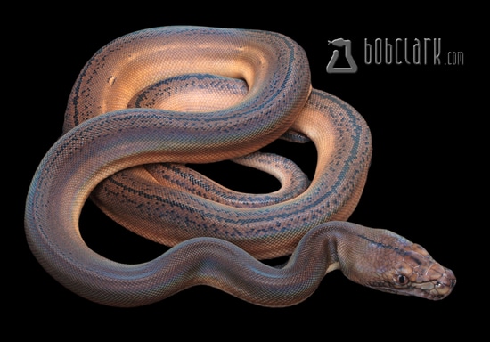 Golden Child Het OGS Reticulated Python by Bob Clark Reptiles