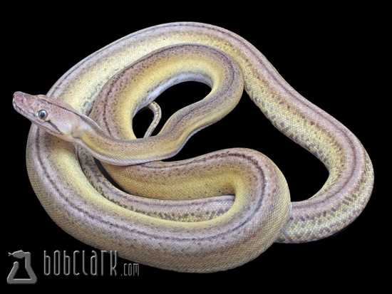 Marble Motley Tiger Reticulated Python by Bob Clark Reptiles