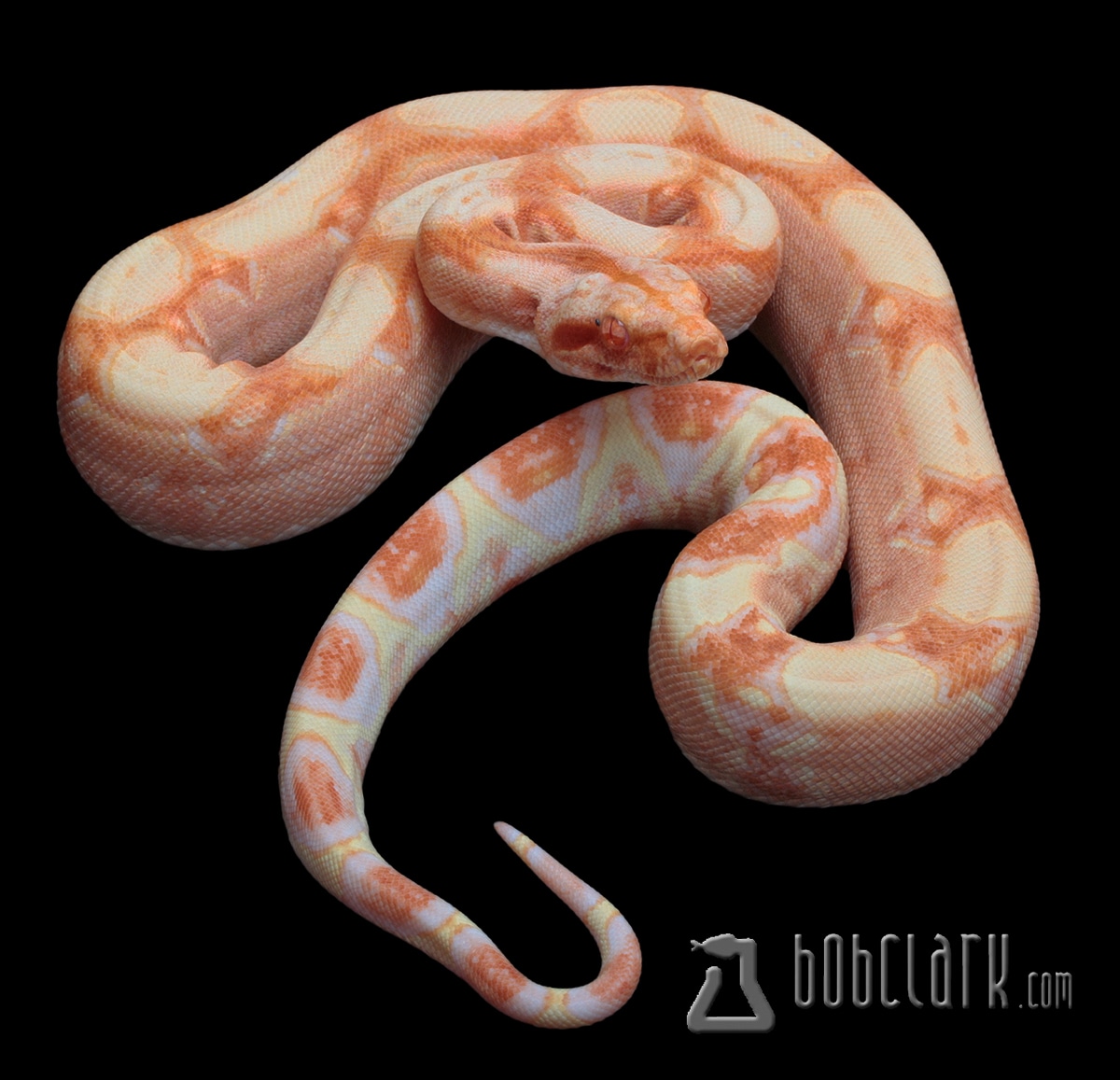IMG Purple Sharp Sunglow Boa Constrictor by Bob Clark Reptiles ...