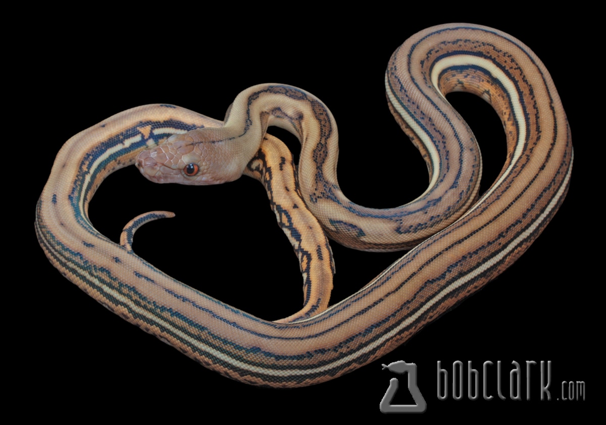 Tiger Het OGS Reticulated Python by Bob Clark Reptiles - MorphMarket