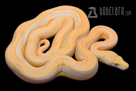 Albino Sunfire Genetic Stripe Reticulated Python by Bob Clark Reptiles