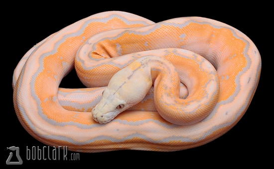 Lavender Albino Motley Reticulated Python by Bob Clark Reptiles