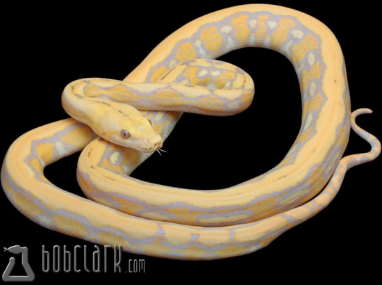 Purple Albino Tiger Reticulated Python by Bob Clark Reptiles