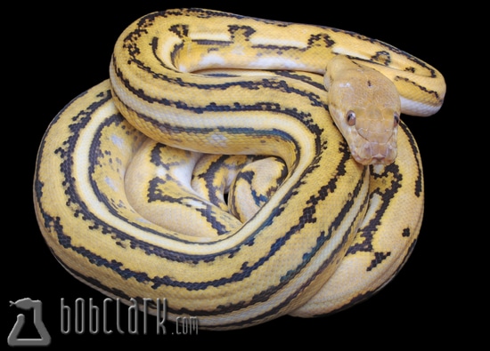 Fire Super Tiger 60" Reticulated Python by Bob Clark Reptiles