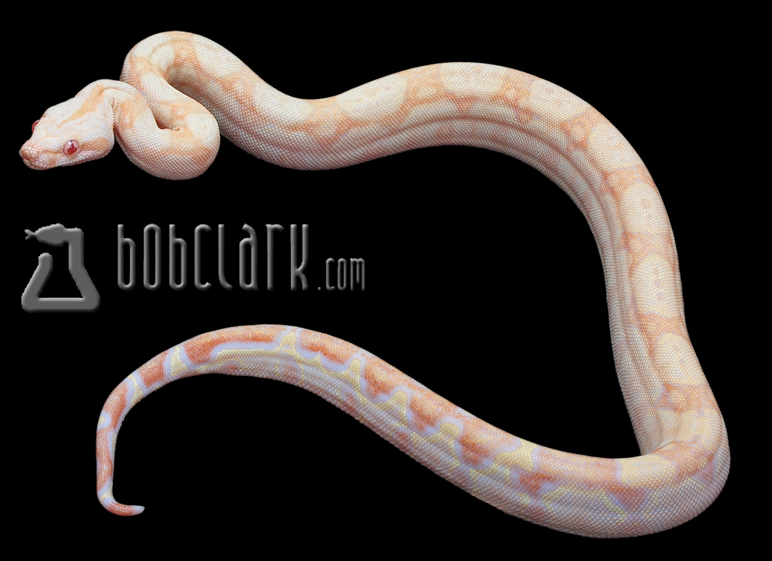 Sharp Albino Boa Constrictor by Bob Clark Reptiles - MorphMarket