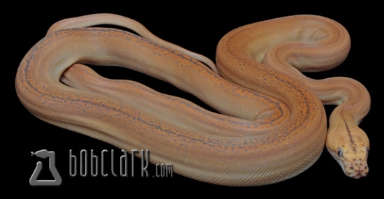 Mochino Golden Child Tiger Reticulated Python by Bob Clark Reptiles