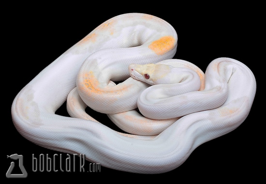 Purple Motley Pied Reticulated Python by Bob Clark Reptiles