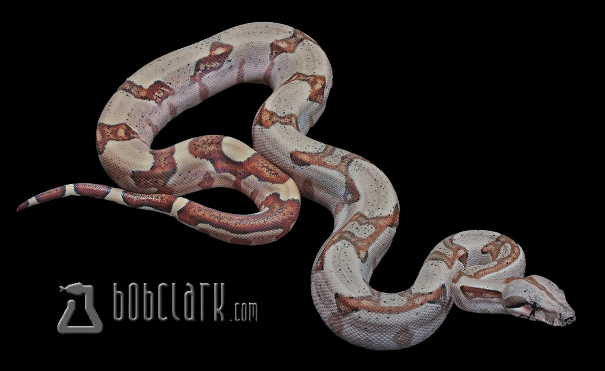 Hypo Jungle Poss Het Kahl Albino Boa Constrictor by Bob Clark Reptiles - MorphMarket