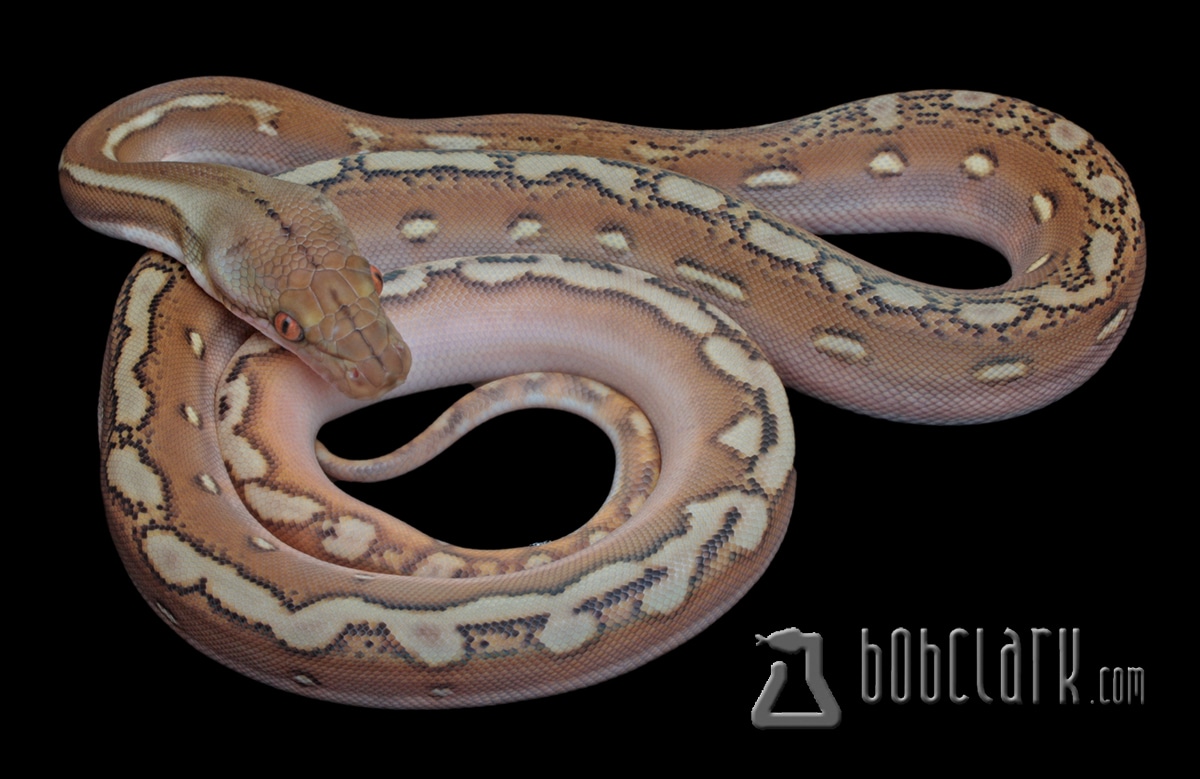 Sunfire Phantom Reticulated Python by Bob Clark Reptiles - MorphMarket