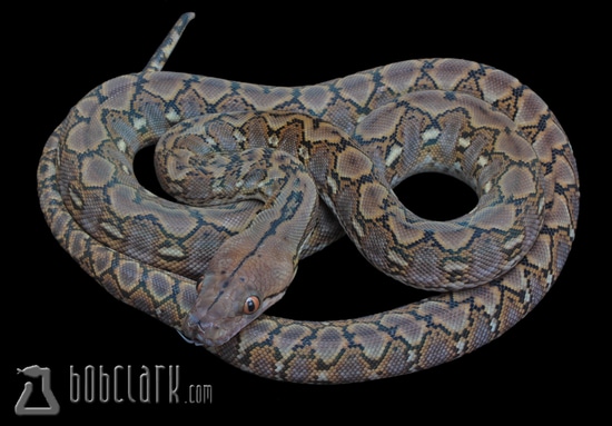 Super Dwarf, Pure Kalaotoa Reticulated Python by Bob Clark Reptiles