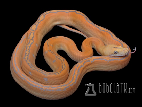 Purple Albino Golden Child Reticulated Python by Bob Clark Reptiles