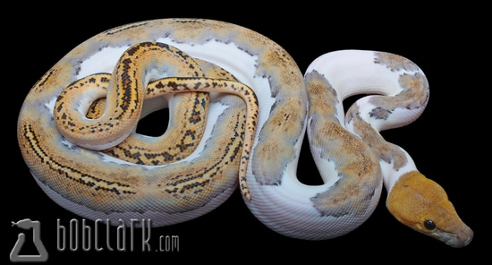 Tiger Pied Reticulated Python by Bob Clark Reptiles