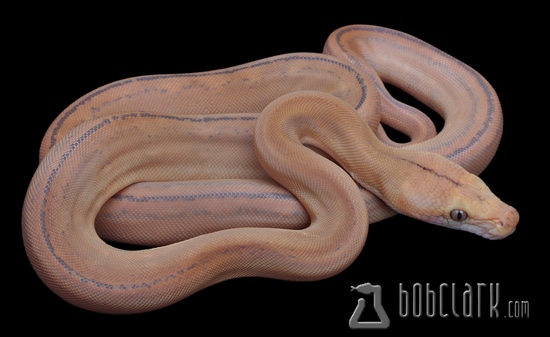 Mochino Golden Child Tiger Reticulated Python by Bob Clark Reptiles