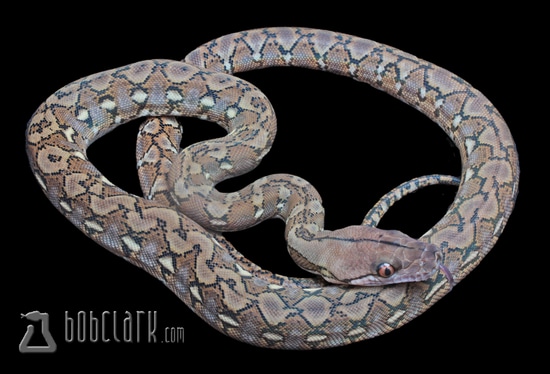 Super Dwarf Reticulated Python by Bob Clark Reptiles