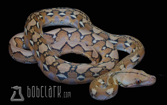 Fire Reticulated Python by Bob Clark Reptiles