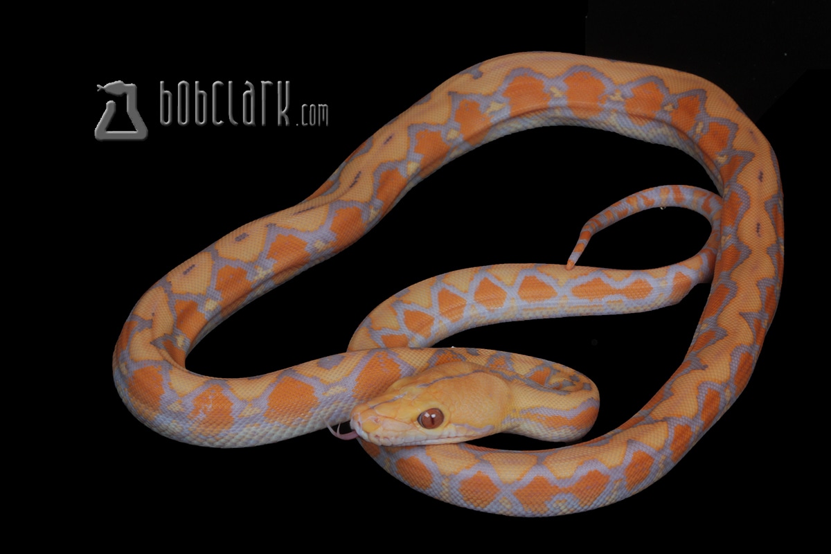 Lavender Albino Reticulated Python by Bob Clark Reptiles - MorphMarket