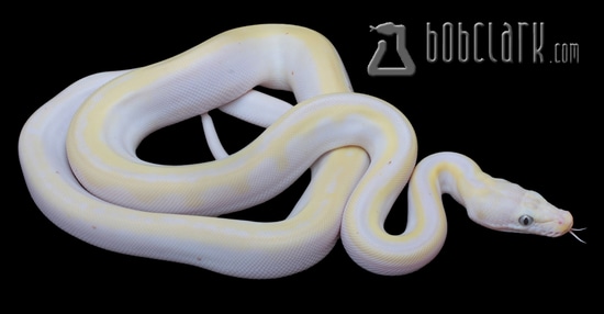 Cow Reticulated Python by Bob Clark Reptiles