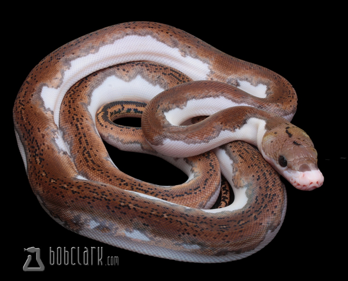 Motley Pied Het Purple Albino Reticulated Python by Bob Clark Reptiles ...