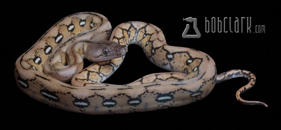 Fire Tiger Reticulated Python by Bob Clark Reptiles