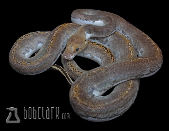 Pied Het Albino Reticulated Python by Bob Clark Reptiles