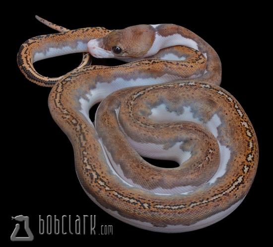 Pied Het Albino Reticulated Python by Bob Clark Reptiles