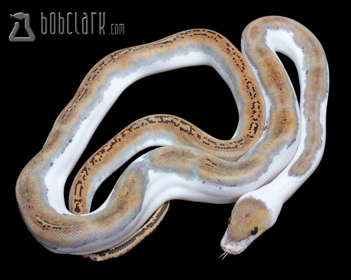 Pied Reticulated Python by Bob Clark Reptiles - MorphMarket