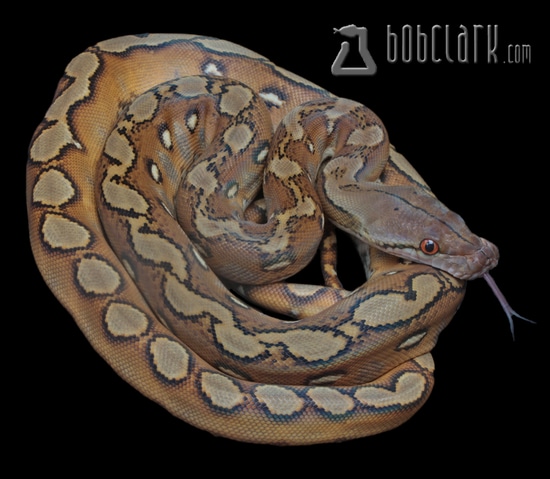 Sunfire Reticulated Python by Bob Clark Reptiles