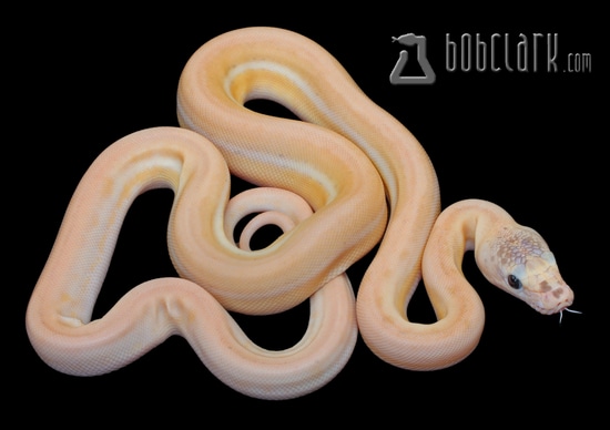 Ultra Ivory Het Purple Albino Reticulated Python by Bob Clark Reptiles