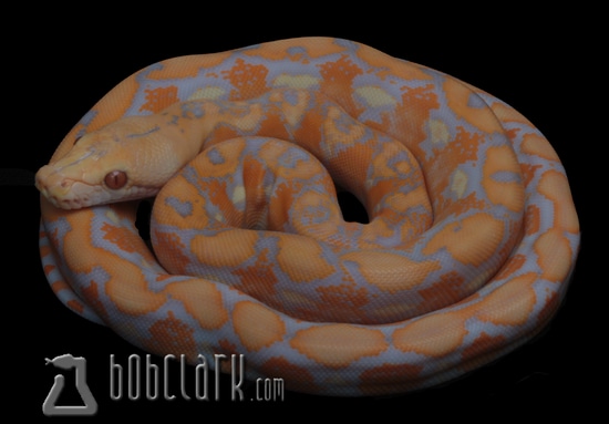 Lavender Albino Reticulated Python by Bob Clark Reptiles