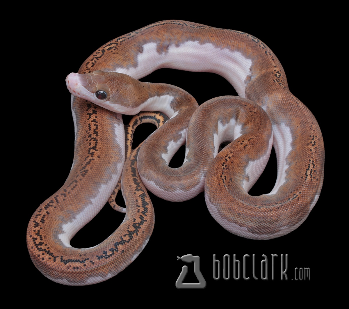 Pied Reticulated Python by Bob Clark Reptiles - MorphMarket