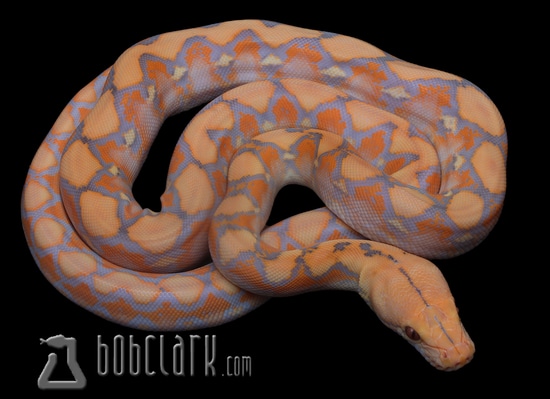 Purple Albino Reticulated Python by Bob Clark Reptiles