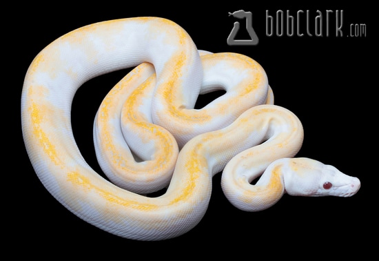 Lavender Albino Pied Reticulated Python by Bob Clark Reptiles