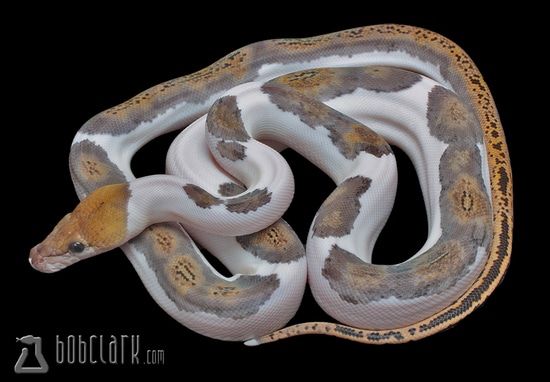 Pied Tiger Reticulated Python by Bob Clark Reptiles