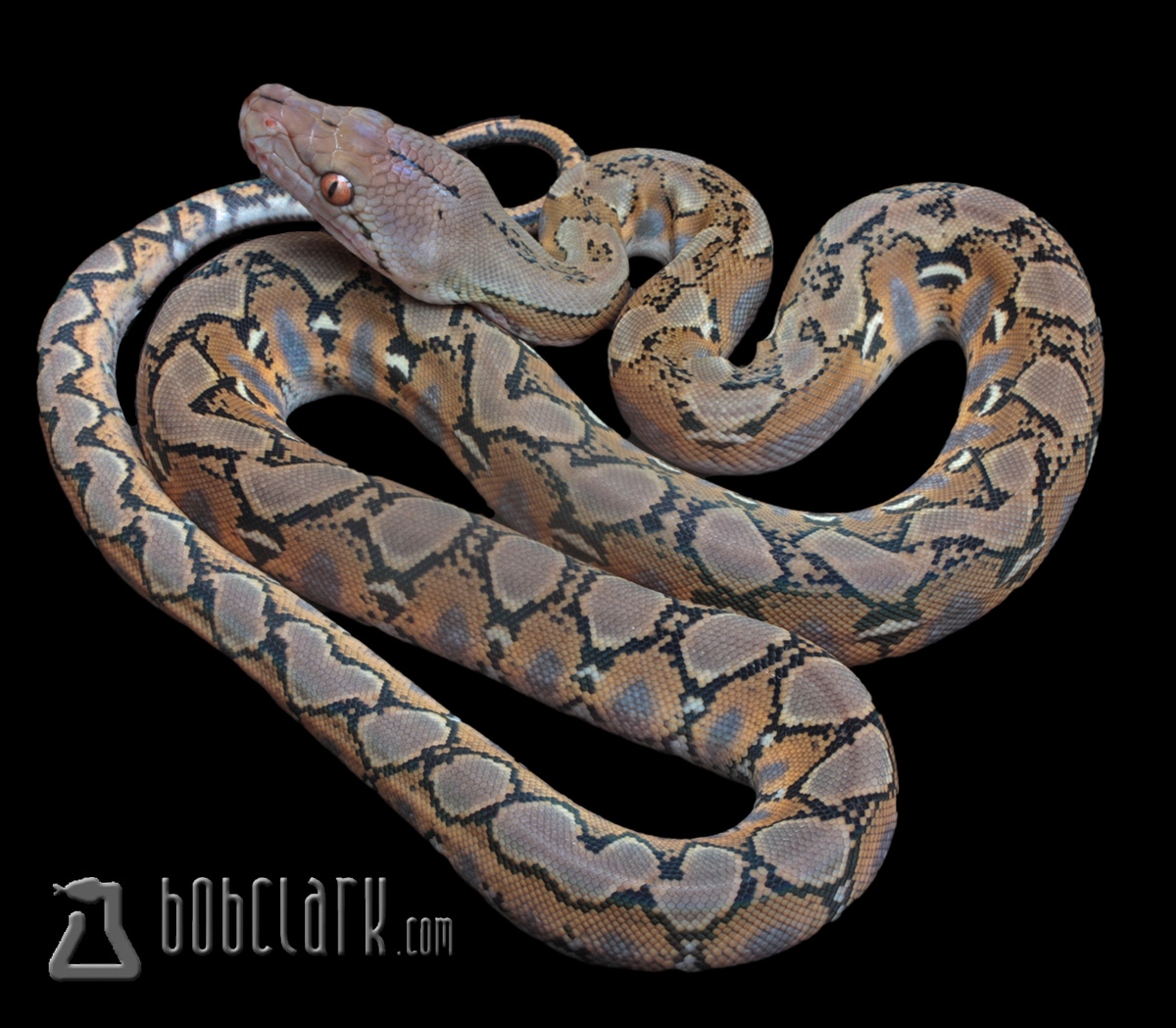 Fire Het Purple Albino Reticulated Python by Bob Clark Reptiles ...