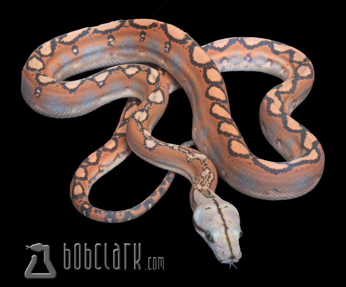 Mochino Motley Reticulated Python by Bob Clark Reptiles - MorphMarket