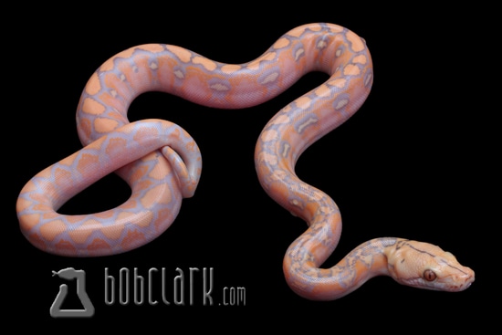 Purple Albino Reticulated Python by Bob Clark Reptiles