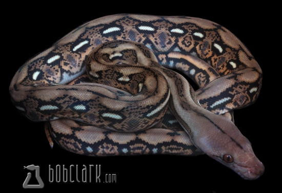 Tiger Reticulated Python by Bob Clark Reptiles