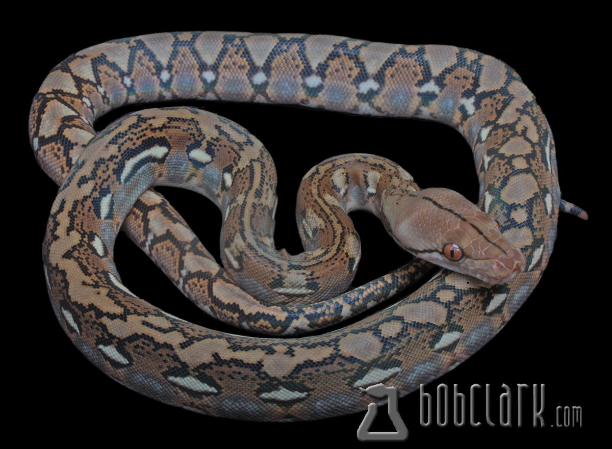 Het Orange Ghost Stripe Reticulated Python by Bob Clark Reptiles ...