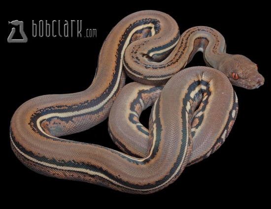Genetic Stripe Het Albino Reticulated Python by Bob Clark Reptiles