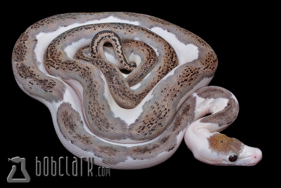 Motley Pied Het Albino Reticulated Python by Bob Clark Reptiles
