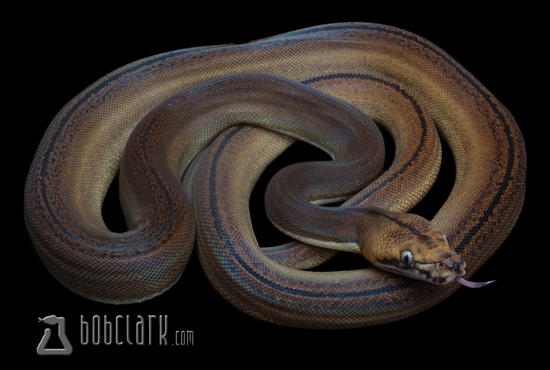 Golden Child Tiger Het Pied Reticulated Python by Bob Clark Reptiles