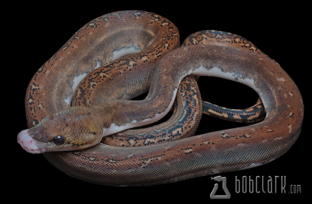 Pied Reticulated Python by Bob Clark Reptiles - MorphMarket