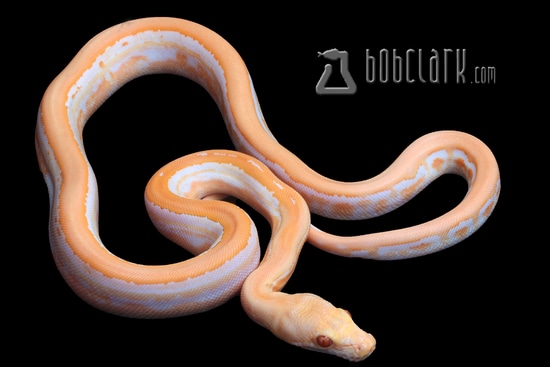 Albino Genetic Stripe Reticulated Python by Bob Clark Reptiles