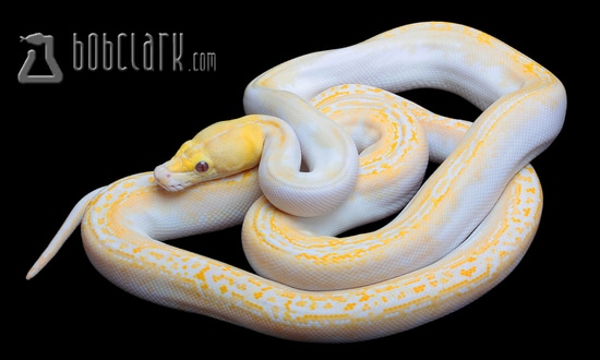 Albino Pied Reticulated Python by Bob Clark Reptiles